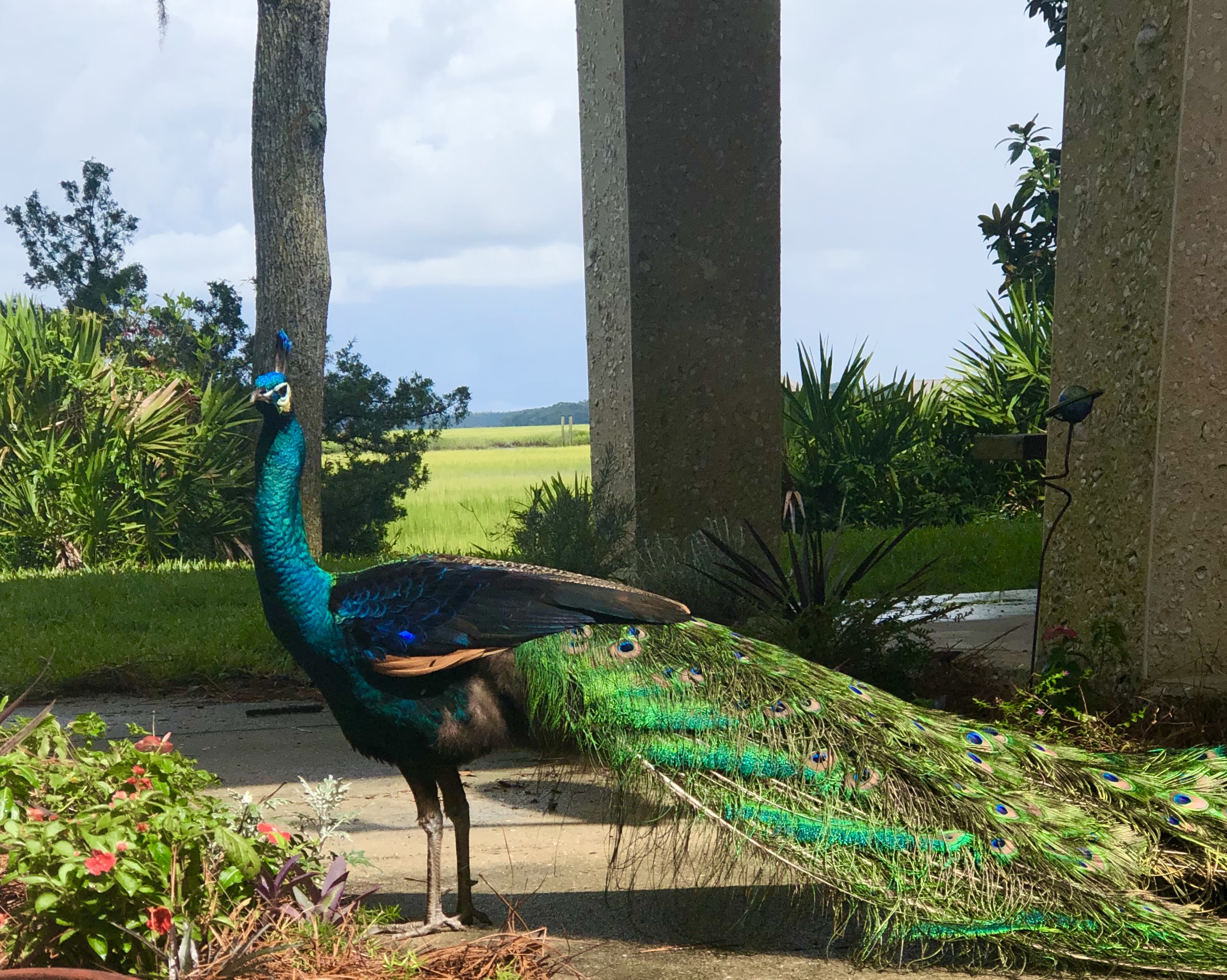 Monson's Peacocks – Beautiful Georgia Peacocks for Sale